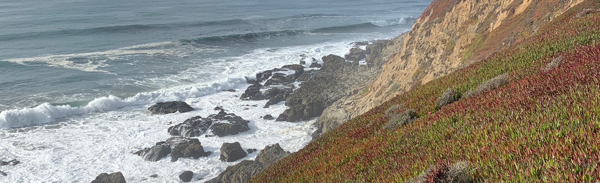 Bodega Head Overlook Trail, California - 203 Reviews, Map | AllTrails