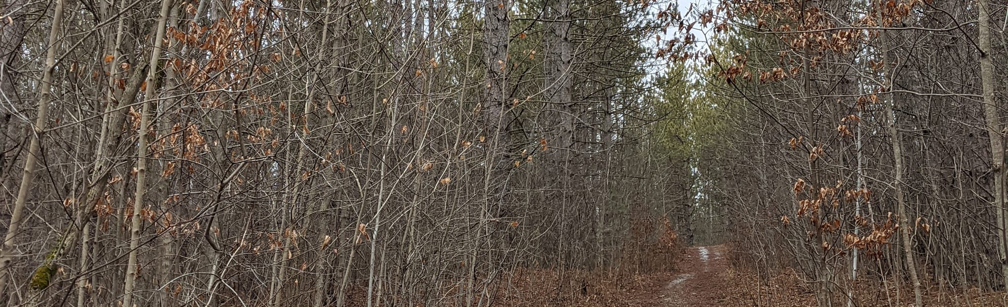 Vance Tract South Loop, Ontario, Canada - 28 Reviews, Map | AllTrails