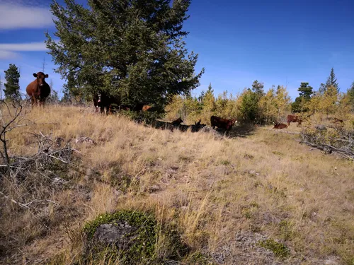 Best Hikes and Trails in Big Bar Lake Provincial Park | AllTrails