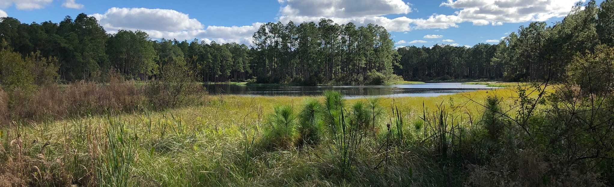Split Oak Forest Green Trail: 549 Reviews, Map - Florida | AllTrails