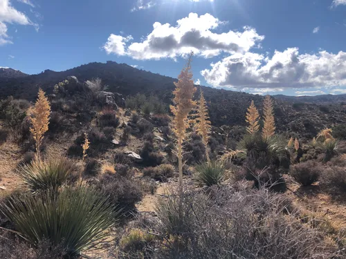 10 Best Off Road Driving Trails in Joshua Tree National Park | AllTrails