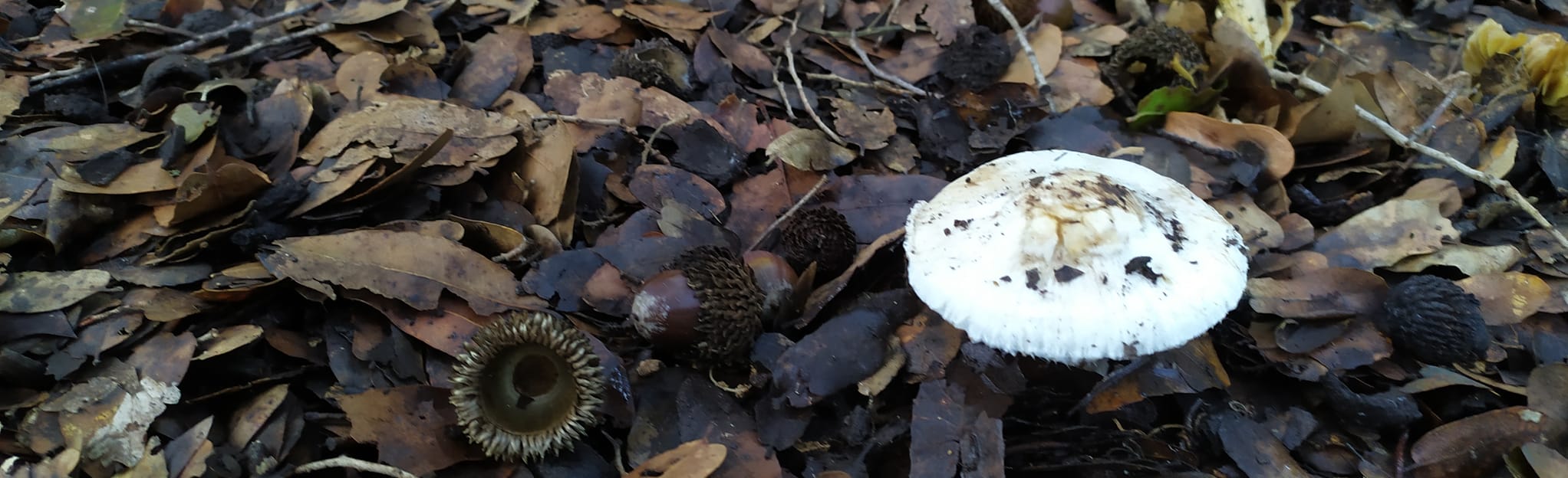 Matzuva Singletrack: 14 Reviews, Map - Northern District HaZafon ...