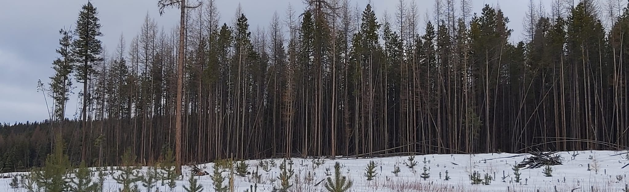 Pine and Fir Loop, British Columbia, Canada - 30 Reviews, Map | AllTrails