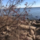 Fort Howard Park Trail, Maryland - 216 Reviews, Map | AllTrails