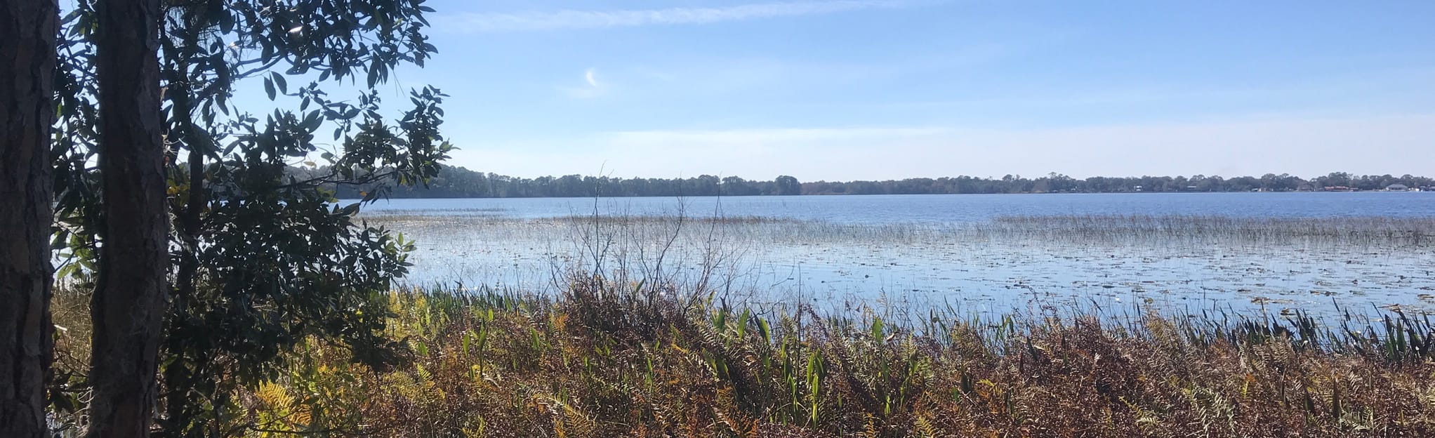 Lake Lizzie North Loop Trail: 80 Reviews, Map - Florida | AllTrails