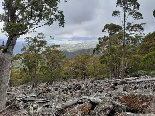 10 Best Trails and Hikes in Fern Tree | AllTrails