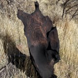 Windmill, Powerline and Kanally Wash Trail Loop , Arizona - 81 Reviews ...