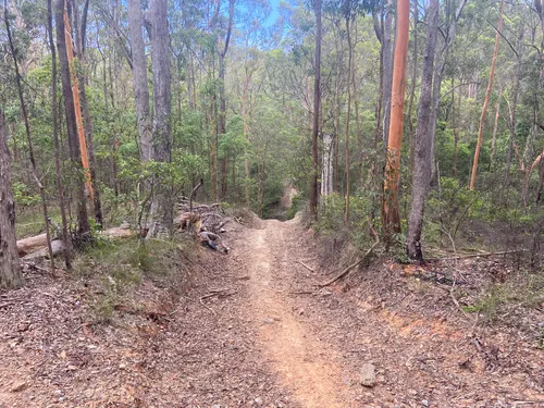 10 Best Walking Trails in Nerang National Park | AllTrails