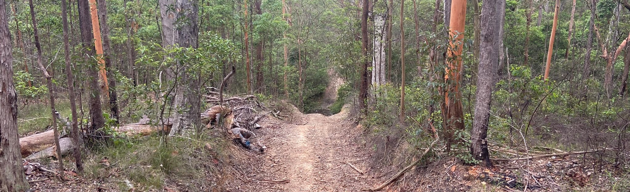 Nerang National Park Loop, Queensland, Australia - 103 Reviews, Map ...