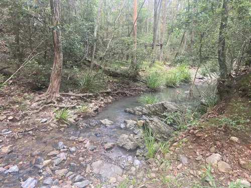 10 Best Hikes and Trails in Nerang National Park | AllTrails