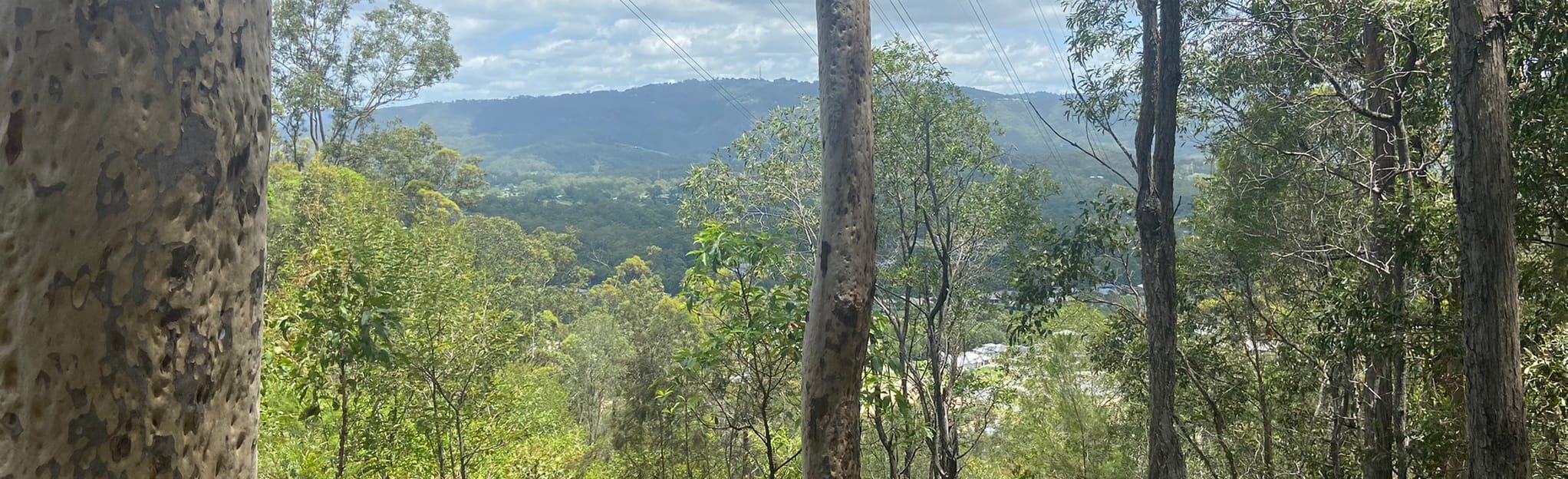 Nerang Ridge Loop , Queensland, Australia - 219 Reviews, Map | AllTrails