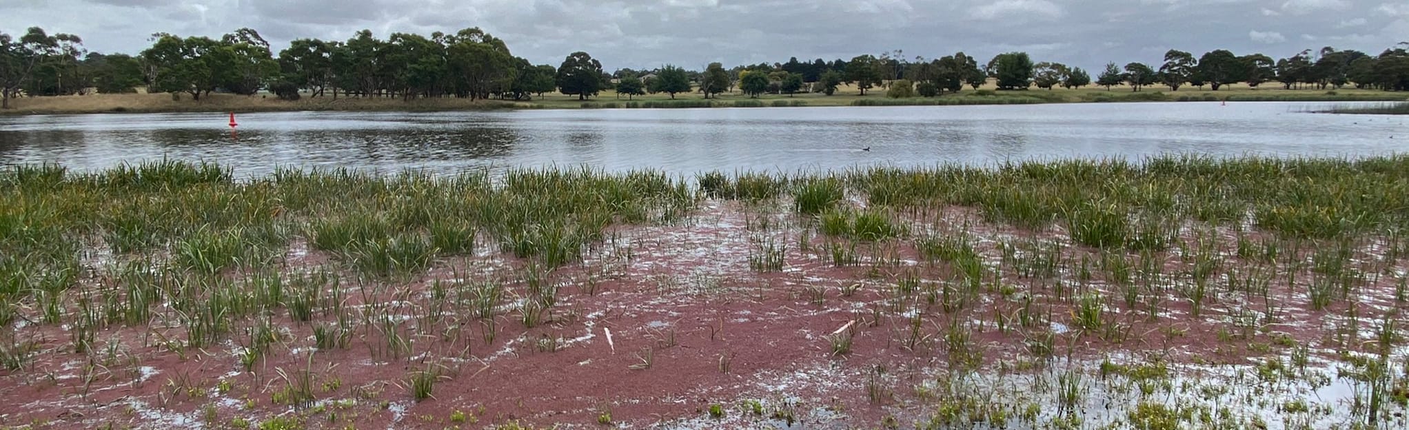 Lake Hamilton - Victoria, Australia | AllTrails