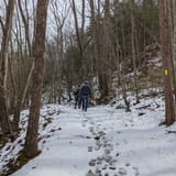 Mathews Arm Overall Run Trail, Virginia - 218 Reviews, Map | AllTrails