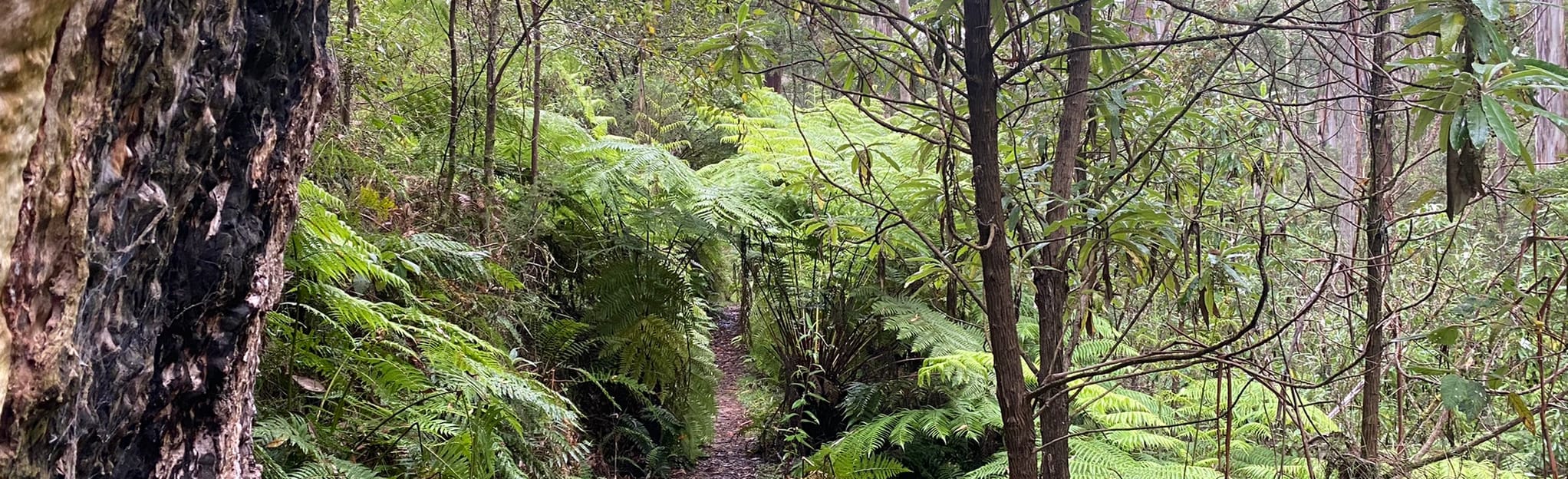 Whipstick Loop Walk [CLOSED]: 162 Reviews, Map - Victoria, Australia ...