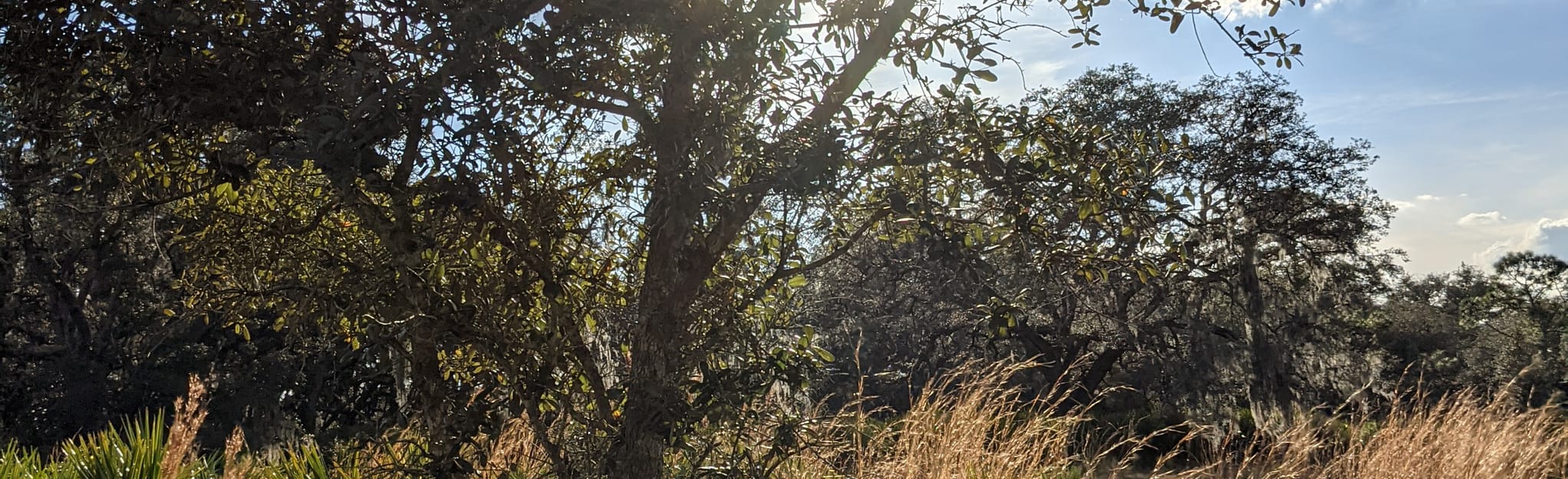 Crooked Lake Firebreak Trail 3, Florida - 9 Reviews, Map | AllTrails