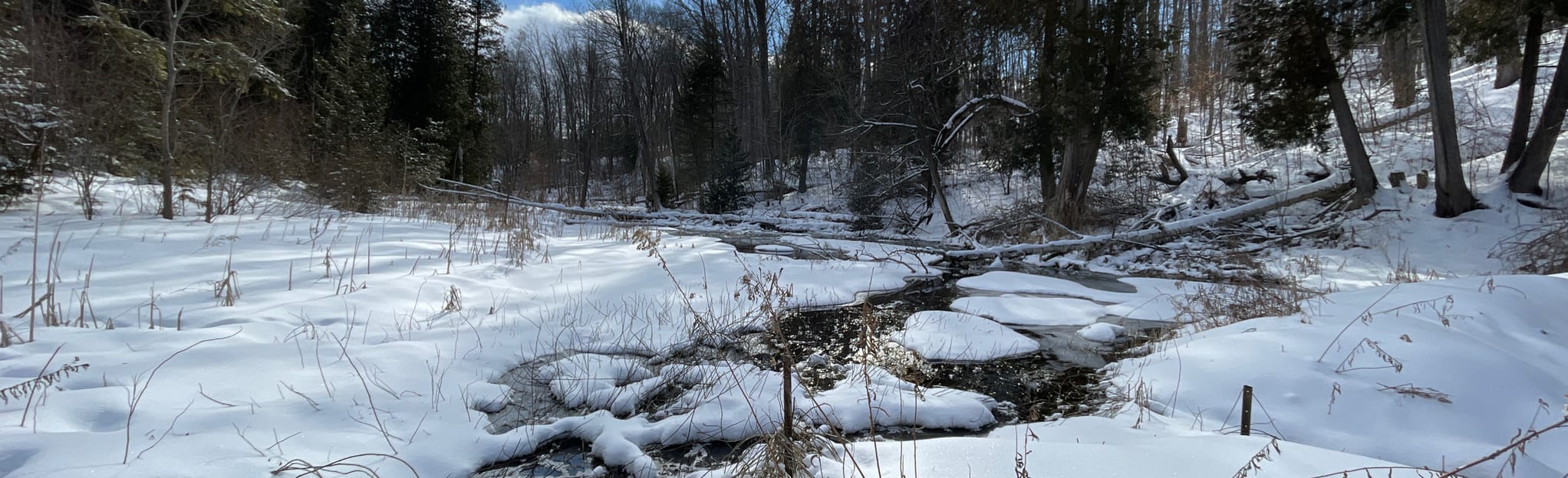 Beeton Forest Loop [CLOSED], Ontario, Canada - 40 Reviews, Map | AllTrails