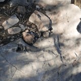 Yucca Canyon to Guadalupe Ridge Trail, New Mexico - 2 Reviews, Map ...