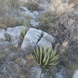 Yucca Canyon to Guadalupe Ridge Trail, New Mexico - 2 Reviews, Map ...