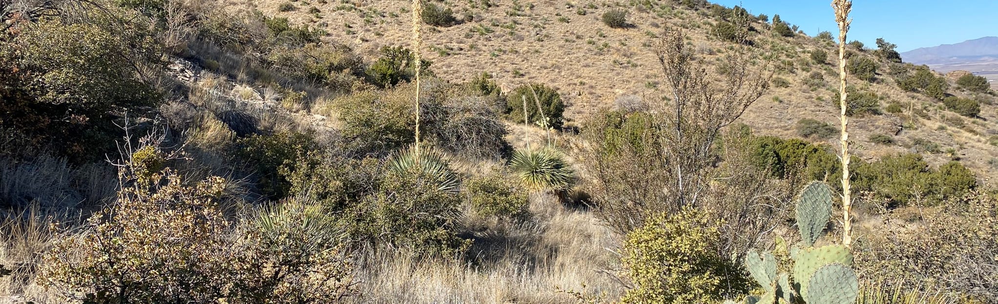 Spring Canyon Trail: 60 Reviews, Map - New Mexico | AllTrails