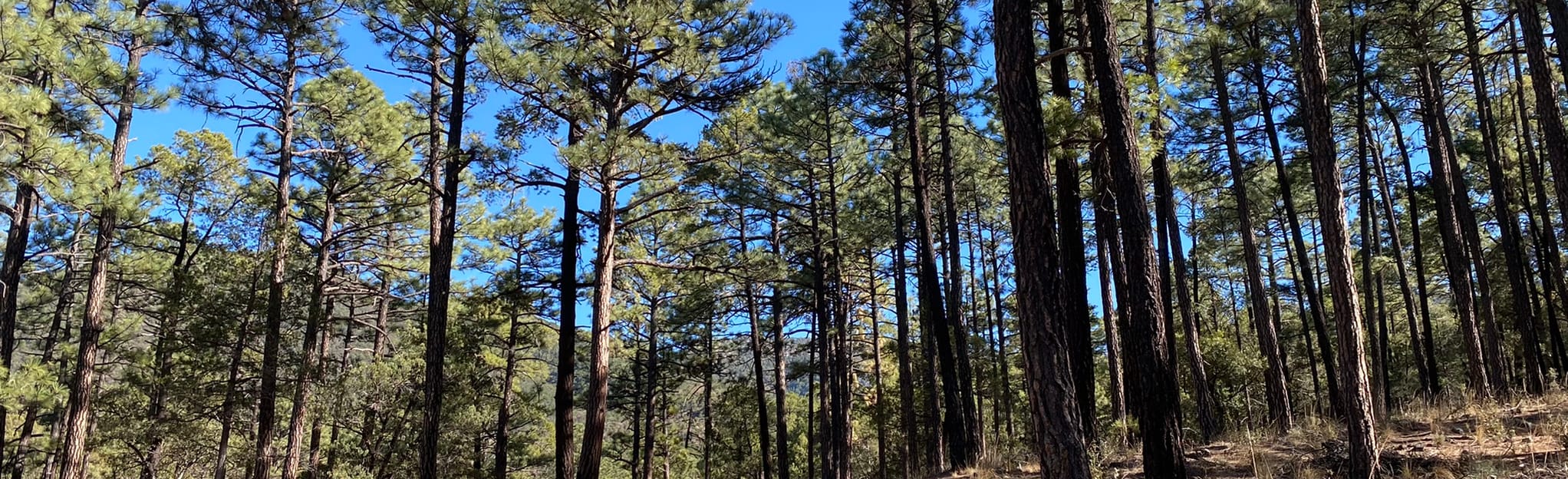 Sawmill Trail, Arizona - 28 Reviews, Map | AllTrails