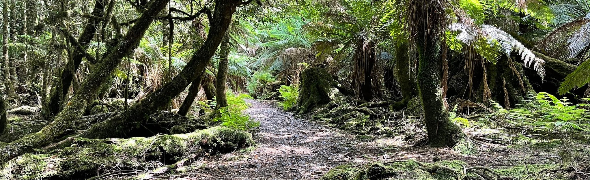 Philosopher Falls, Tasmania, Australia - 100 Reviews, Map | AllTrails