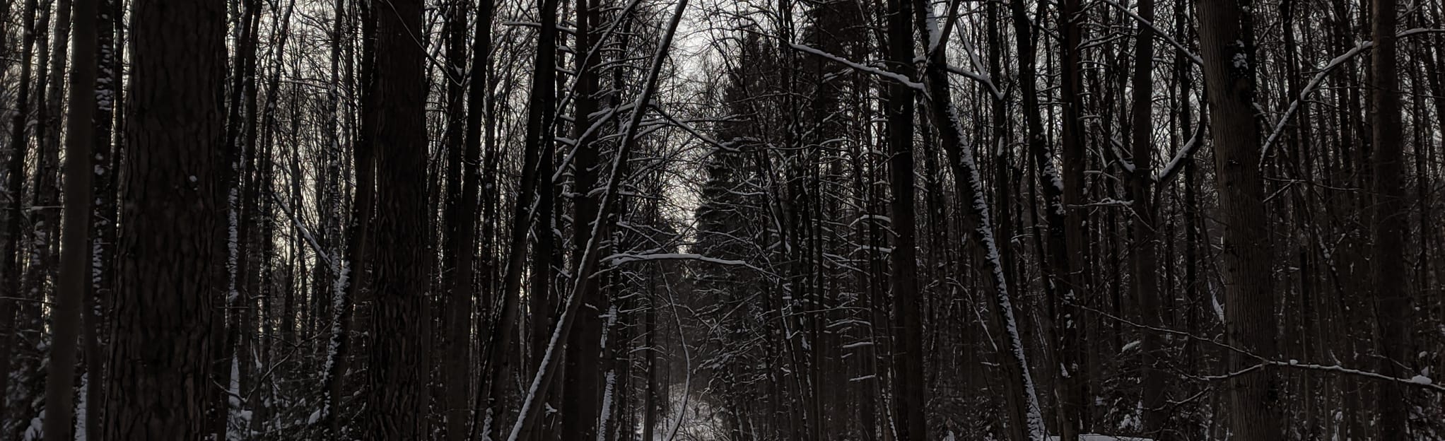 Bitsevsky Park Loop, Moscow, Russia - 6 Reviews, Map | AllTrails