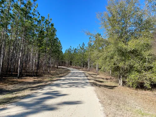 Best Hikes and Trails in Ochlockonee River Wildlife Management Area ...