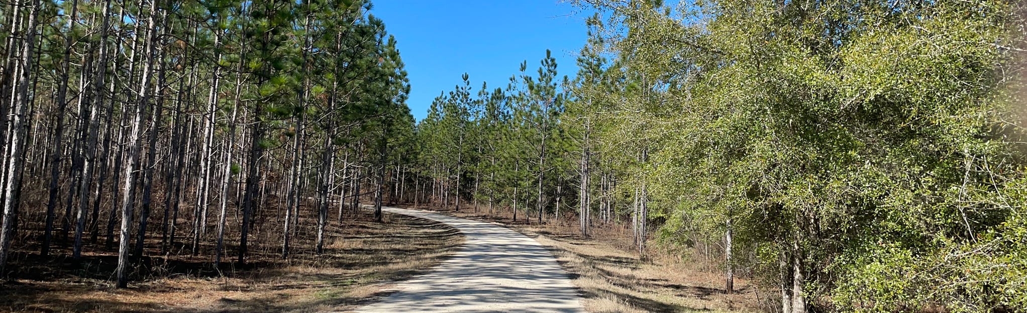 Old Cemetery Road, Florida - 41 Reviews, Map | AllTrails