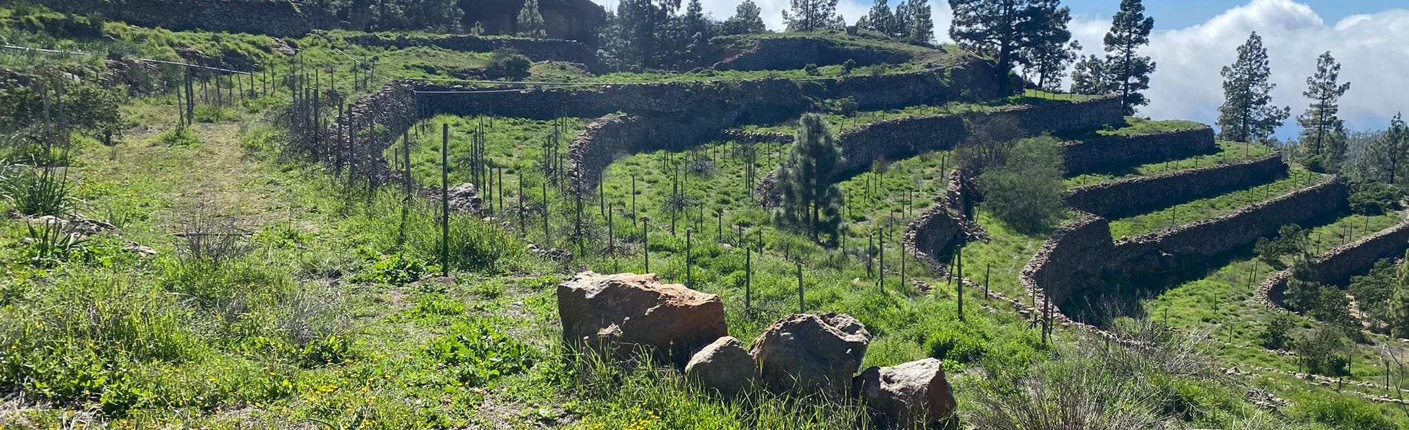 Circuito Ifonche - Montaña Mohino, Tenerife, Spain - 4 Reviews, Map ...