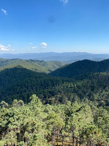 Los 10 mejores senderos por bosque en Oaxaca | AllTrails