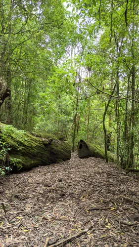 Best Hikes and Trails in Mount Royal National Park | AllTrails