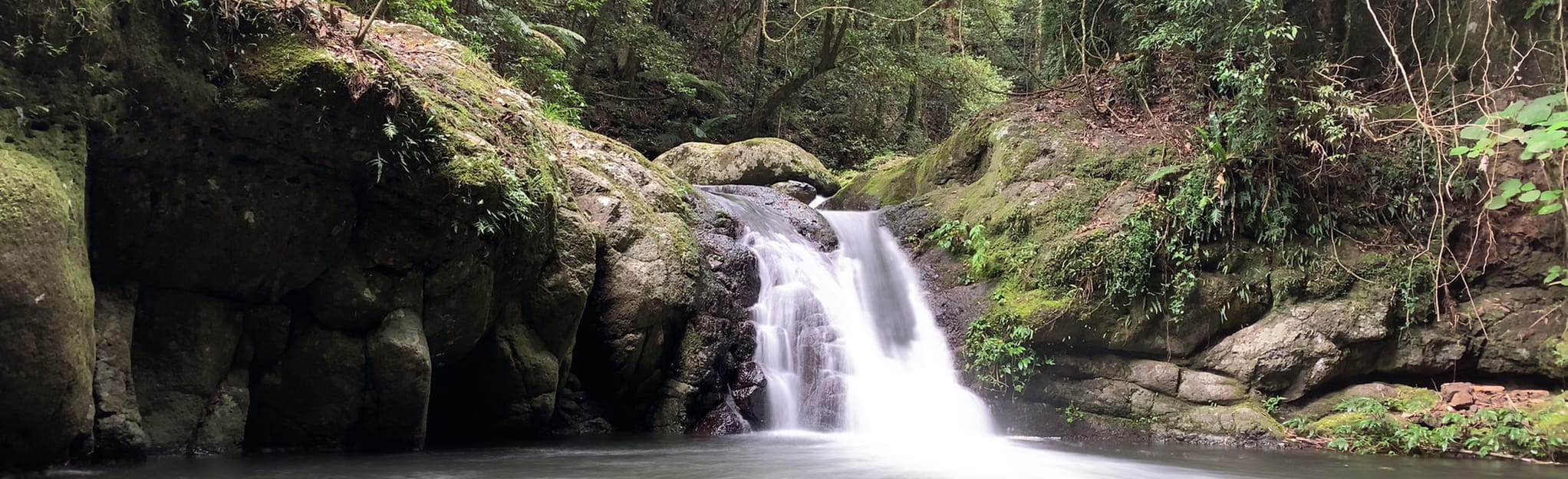 Border Track and Box Forest Circuit: 520 Reviews, Map - Queensland ...