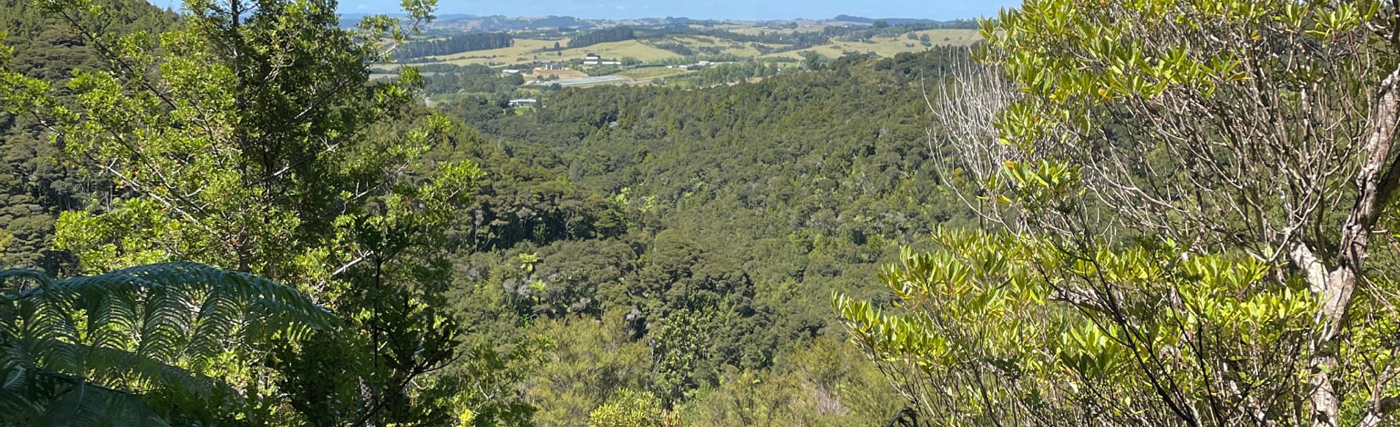 Botanical and Puriri Track via Tanekaha Falls, Northland, New Zealand ...