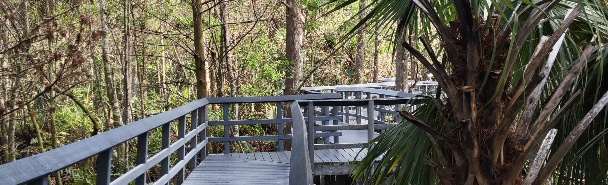 Fern Forest Cypress Creek Boardwalk: 75 Reviews, Map - Florida | AllTrails