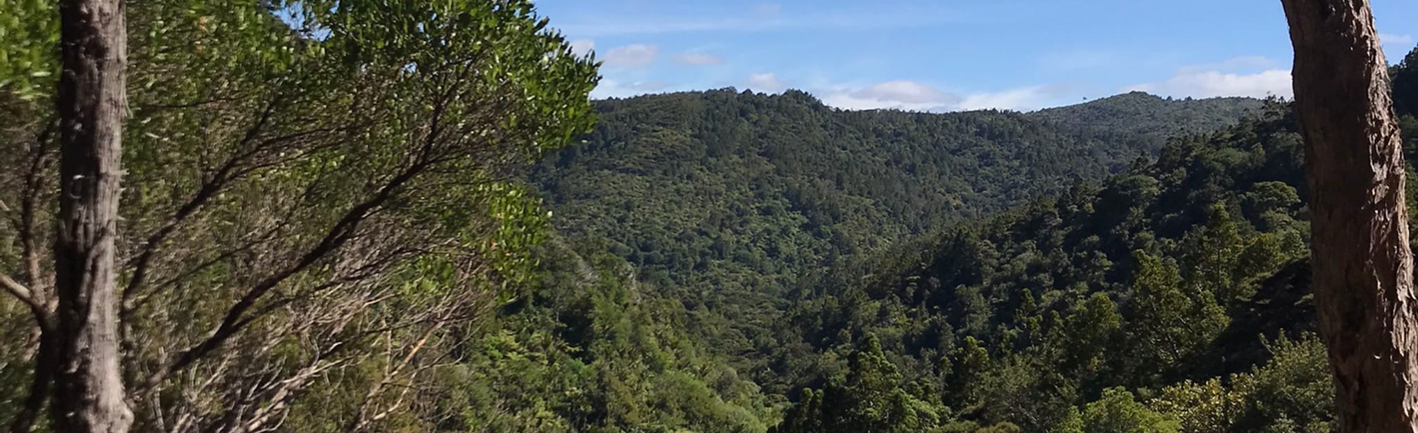 Kitekite Falls Path - Auckland, New Zealand | AllTrails
