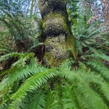 Sword Fern and Highline Trail, Washington - 222 Reviews, Map | AllTrails