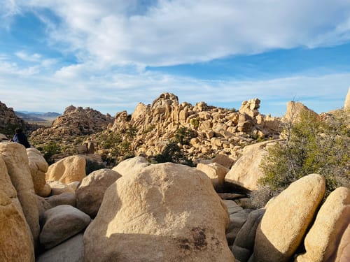 Best 10 Hikes and Trails in Joshua Tree National Park | AllTrails