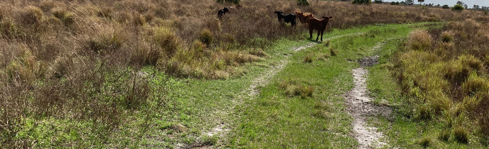 AllTrails | Allapatah Flats Trail: 28 Reviews, Map - Florida