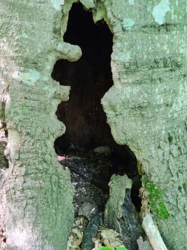 Best Hikes and Trails in Coy Mountain Preserve | AllTrails