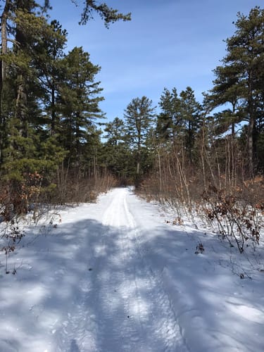 Best Hikes and Trails in Waterboro Barrens Preserve | AllTrails