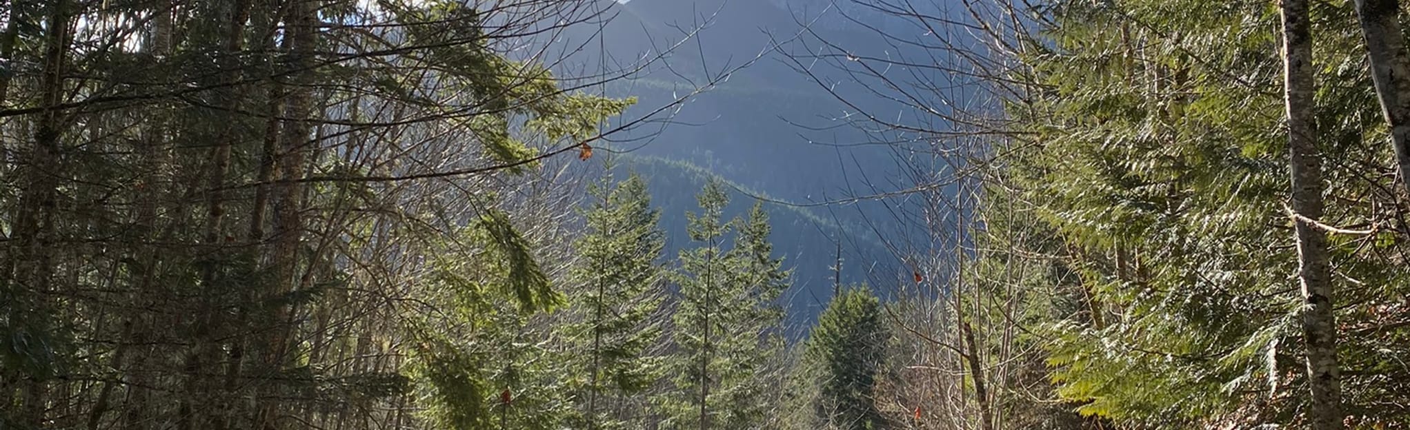 Baldy Trail (historical) Via Gray Wolf Trail: 4 Reviews, Map ...