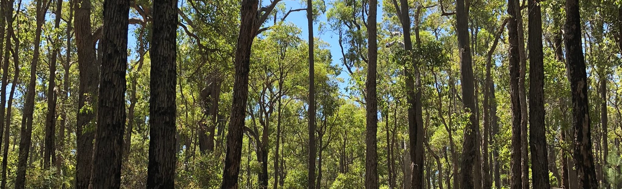 Greenbushes Loop, Western Australia, Australia - 54 Reviews, Map ...