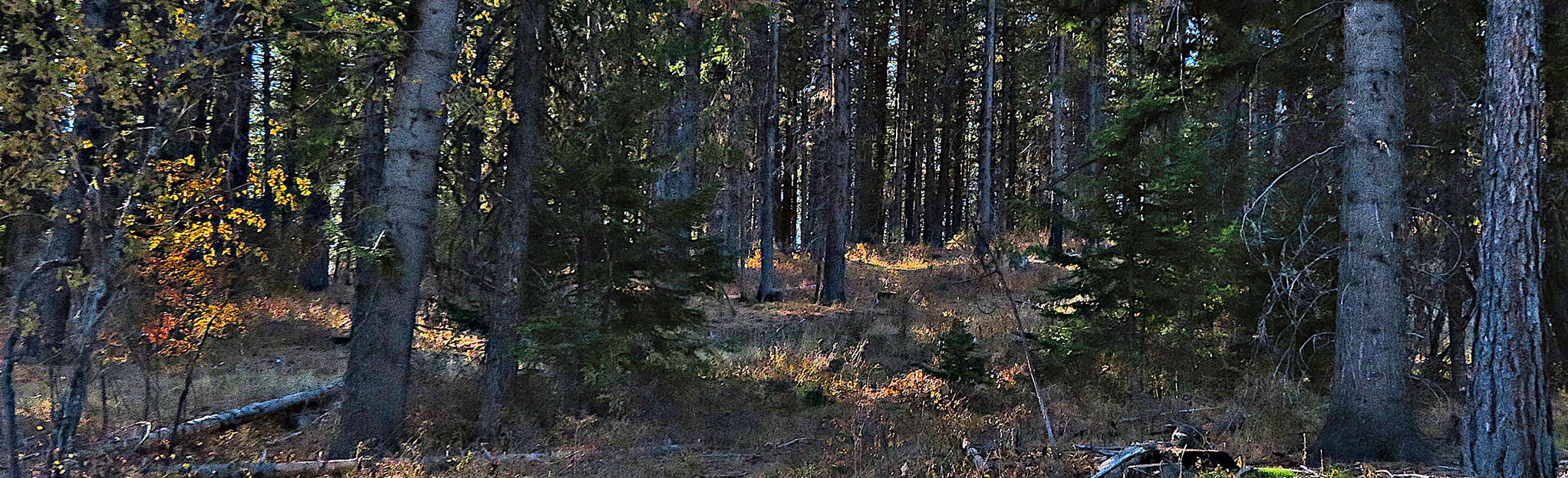 Blacktail Connection Trail, Idaho - 2 Reviews, Map | AllTrails