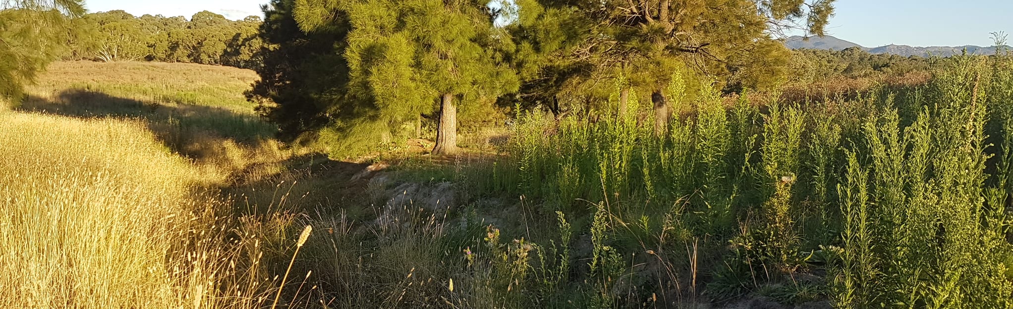 Lake Tuggeranong to Pine Island via Urambi and Kambah Pool, Australian ...