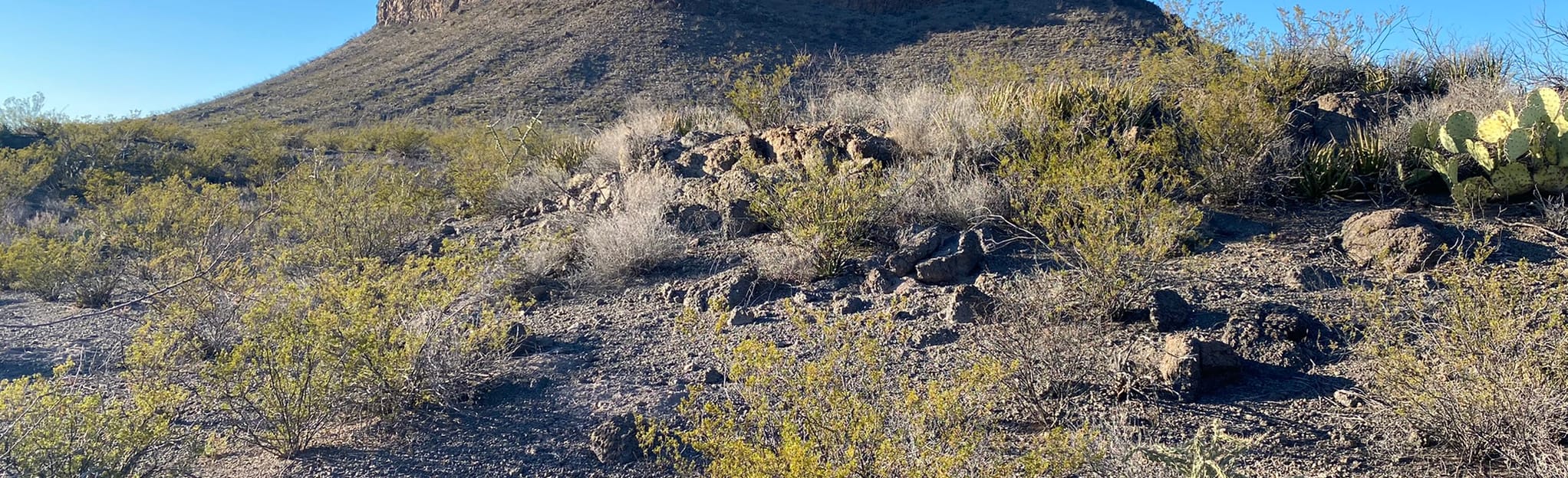 Encino Loop Trail: 1 foto's - Texas | AllTrails