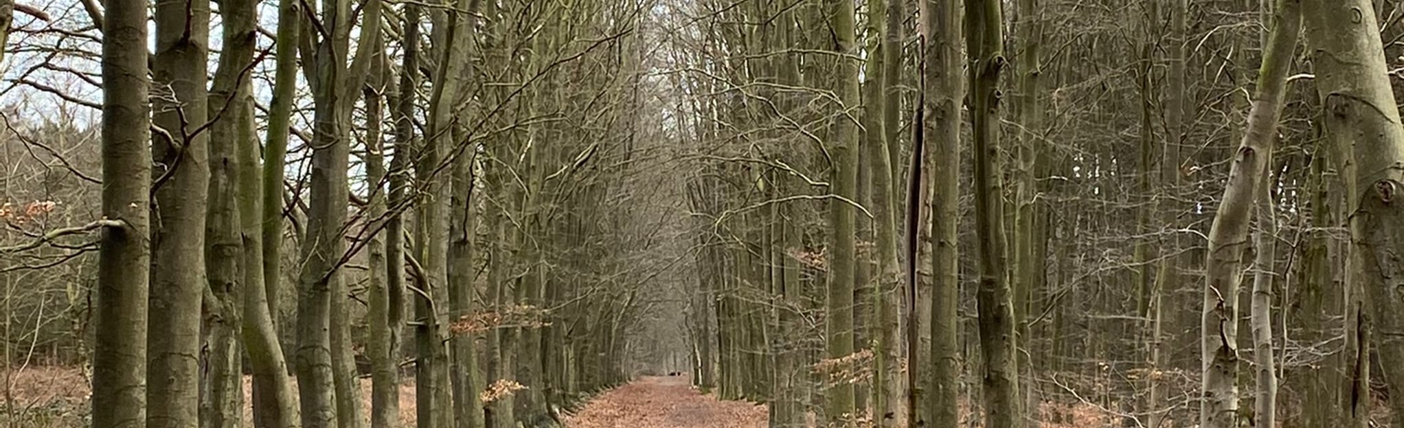 Laughton Forest Circular - Lincolnshire, England | AllTrails