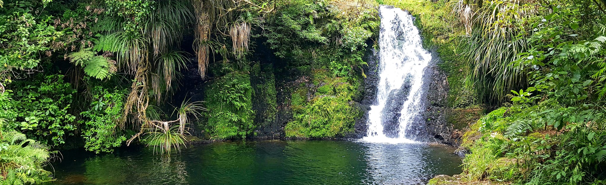 Otanewainuku Rimu and Whataroa Falls Track, Bay of Plenty, New Zealand ...