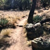 Outer Mountain Loop, Texas - 94 Reviews, Map | AllTrails