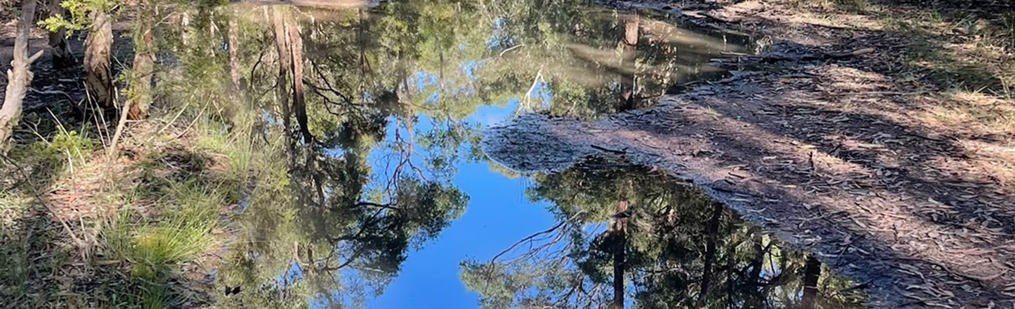 Agnes Banks Nature Reserve Loop via Sandy Trail: 57 Fotos - New South ...