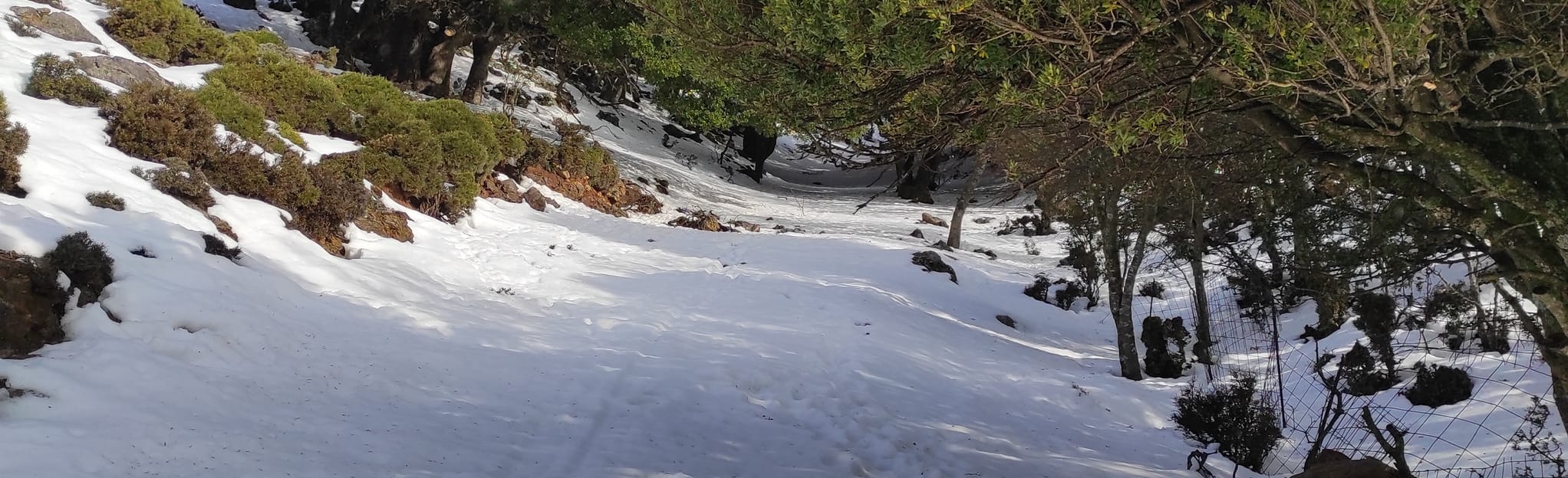 Pardi Forest, Crete, Greece - 5 Reviews, Map | AllTrails